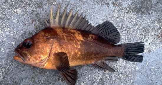 Del Norte Fishermen Are Pissed About Nearshore Groundfish Fishery ...