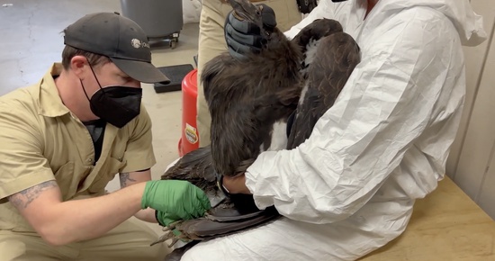 (VIDEO) Oakland Zoo: Beak Infection Delays Release For One Condor ...