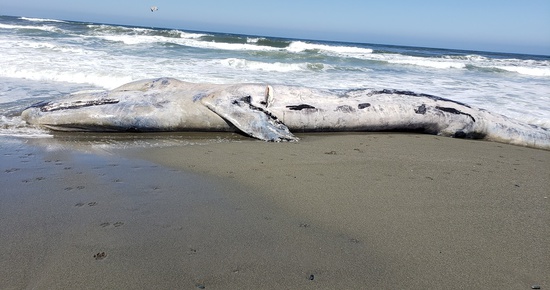 Dead, 40-Foot Gray Whale Washes Ashore Near Del Norte County Airport ...