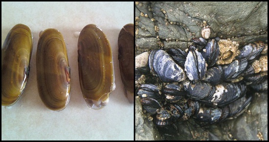 DON'T EAT WILD-HARVESTED SHELLFISH! State Health Department Issues ...