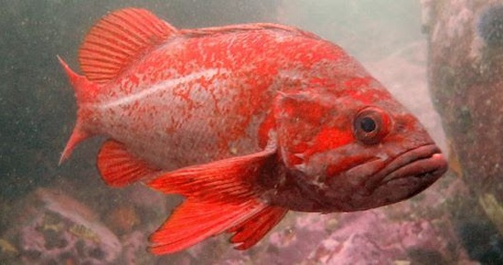 California Fish & Game Commission Adopts 2024 Groundfish Regulations ...