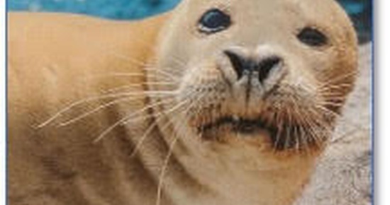 RIP: Marina, a Rescue Seal Who Has Lived at Ocean World These Last 21 ...