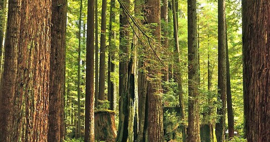 Del Norte To Use Prop 68 Per Capita Grant Dollars on Florence Keller ...